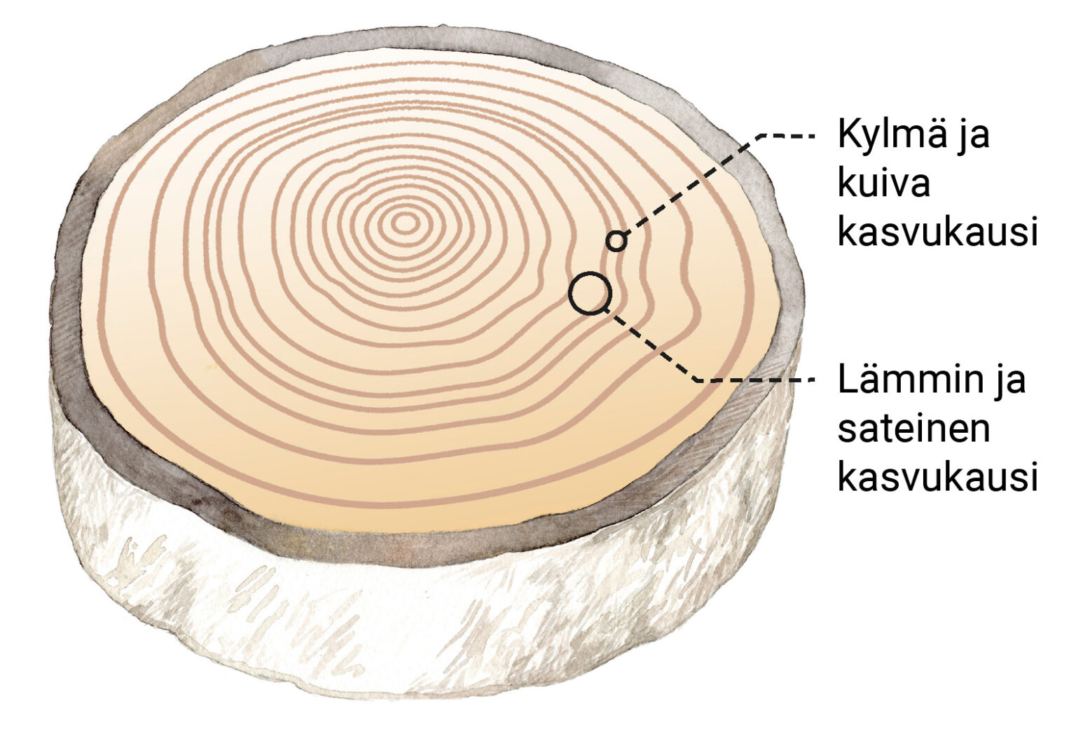 Puut - luontomme historiankirjat - Kouvolan kaupunki
